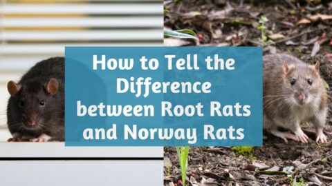 Roof Rats & Norway Rats | Pest Library | Economy Exterminators