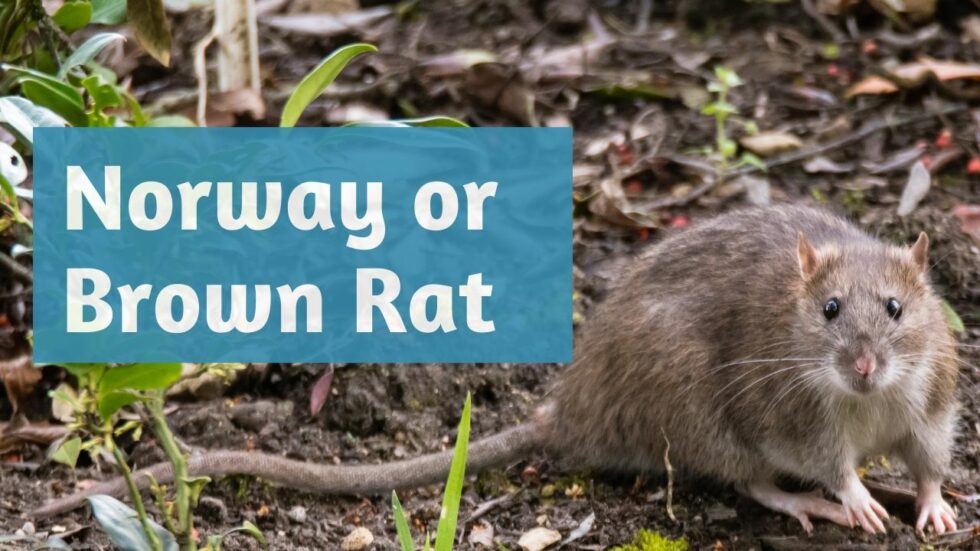 Roof Rats & Norway Rats | Pest Library | Economy Exterminators